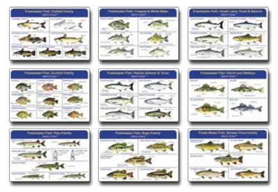 Freshwater Fish Identification Cards