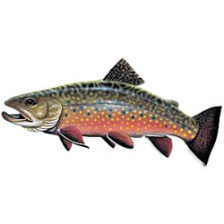Freshwater Game Fish Color Decals - Brook Trout - Sticker