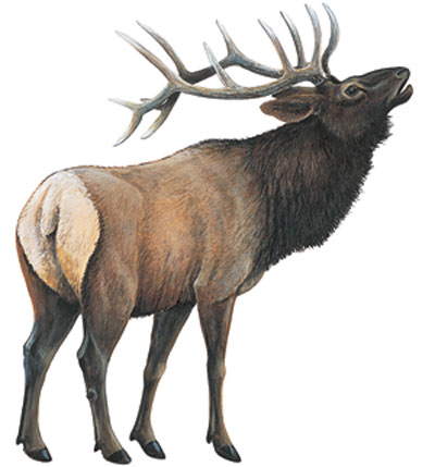 Wildlife Color Decals - Elk - Full Color Elk Sticker