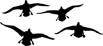 Cupped Duck Silhouette