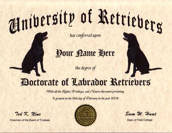 Labrador Retriever dog doctorate diploma