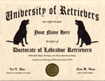 Labrador Retriever dog doctorate diploma