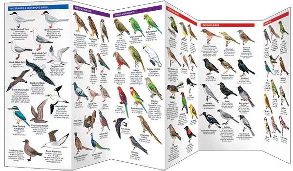 New Zealand Birds - Pocket Guide